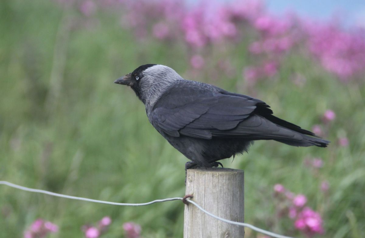 JACKDAW (Corvus monedula) - songbird factfile
